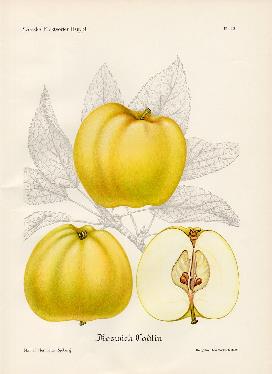 Stampe Antiche - Stamperia Stampe Antiche