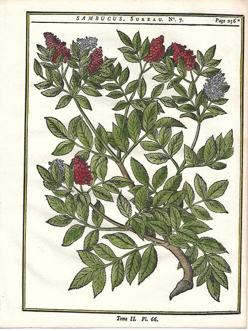 Stampe Antiche - Stamperia Stampe Antiche